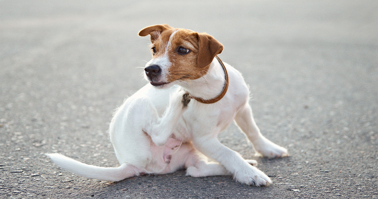 Canine Skin Issues: Common Dermatological Conditions in Dogs