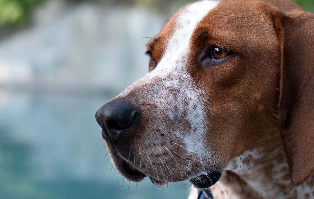 English Red Tick Hound