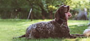 American Pointer Puppies
