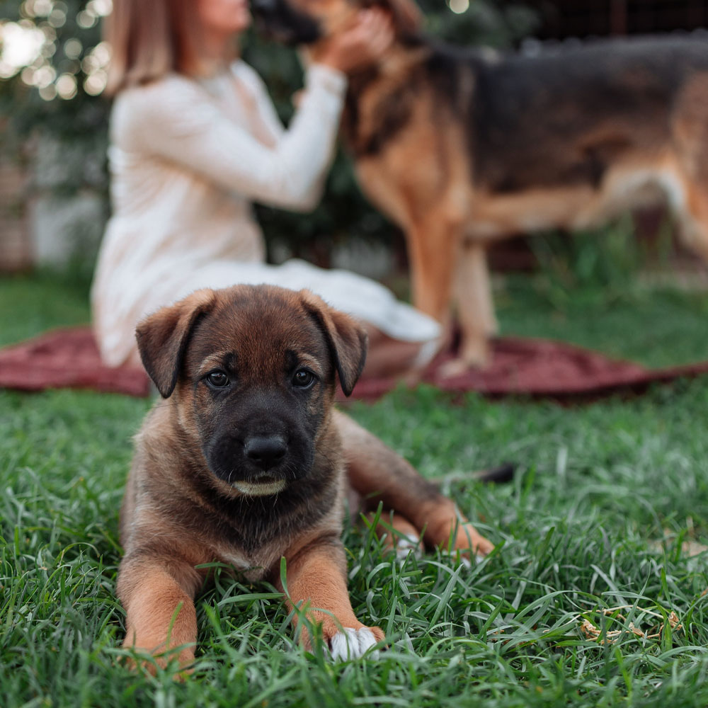 How Can You Tell Your Dog’s Age?