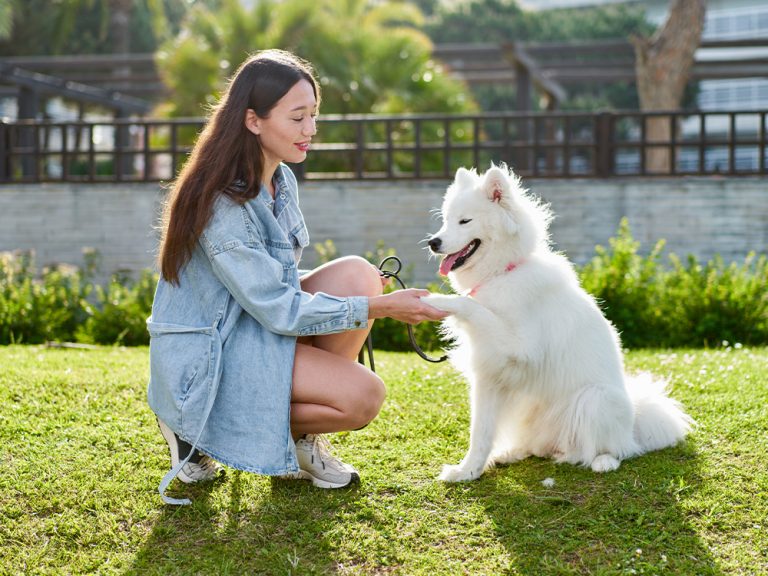 12 White Dog Breeds with Solid White Coats + Pictures