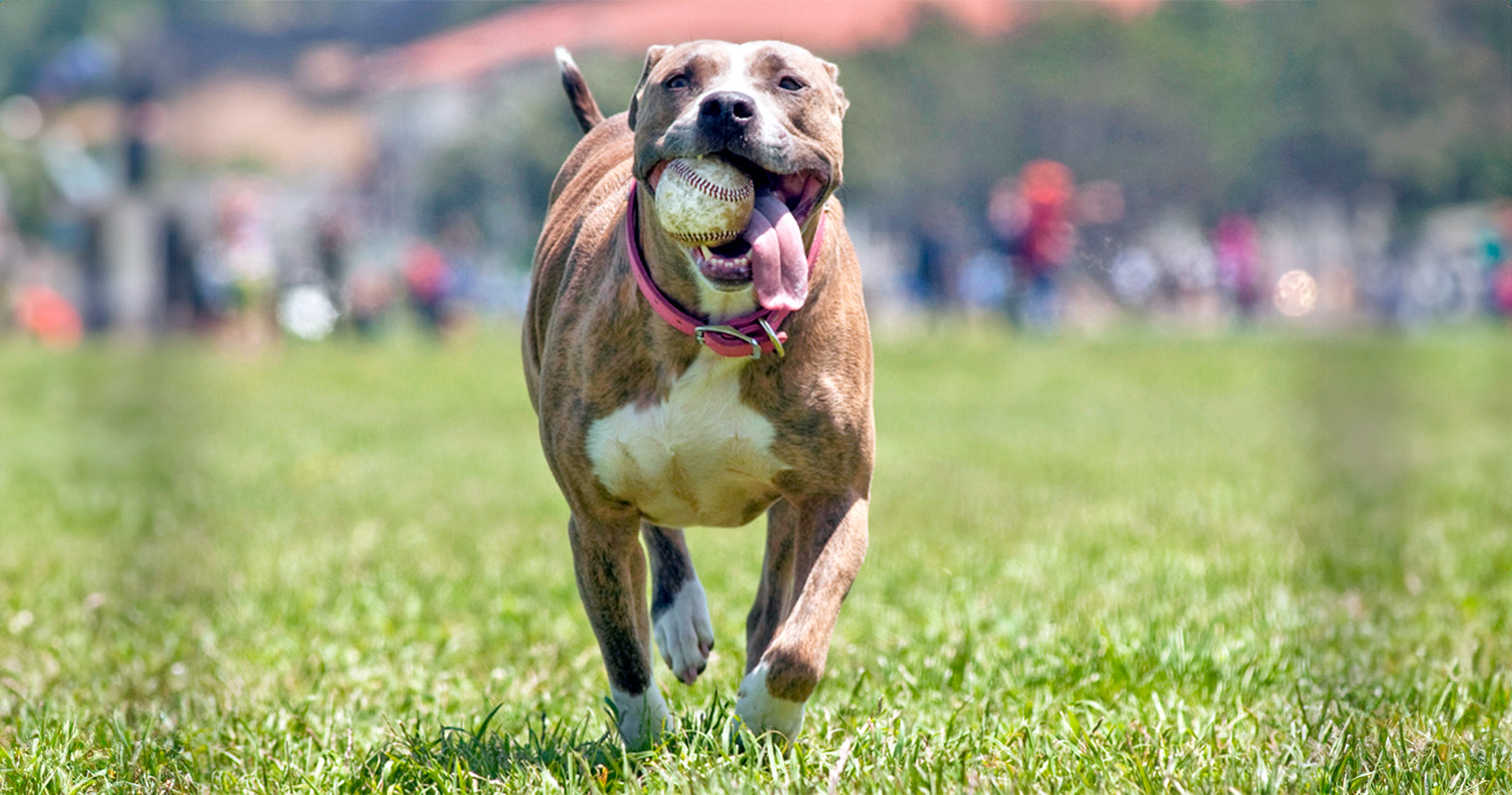 Sport Themed Dog Names