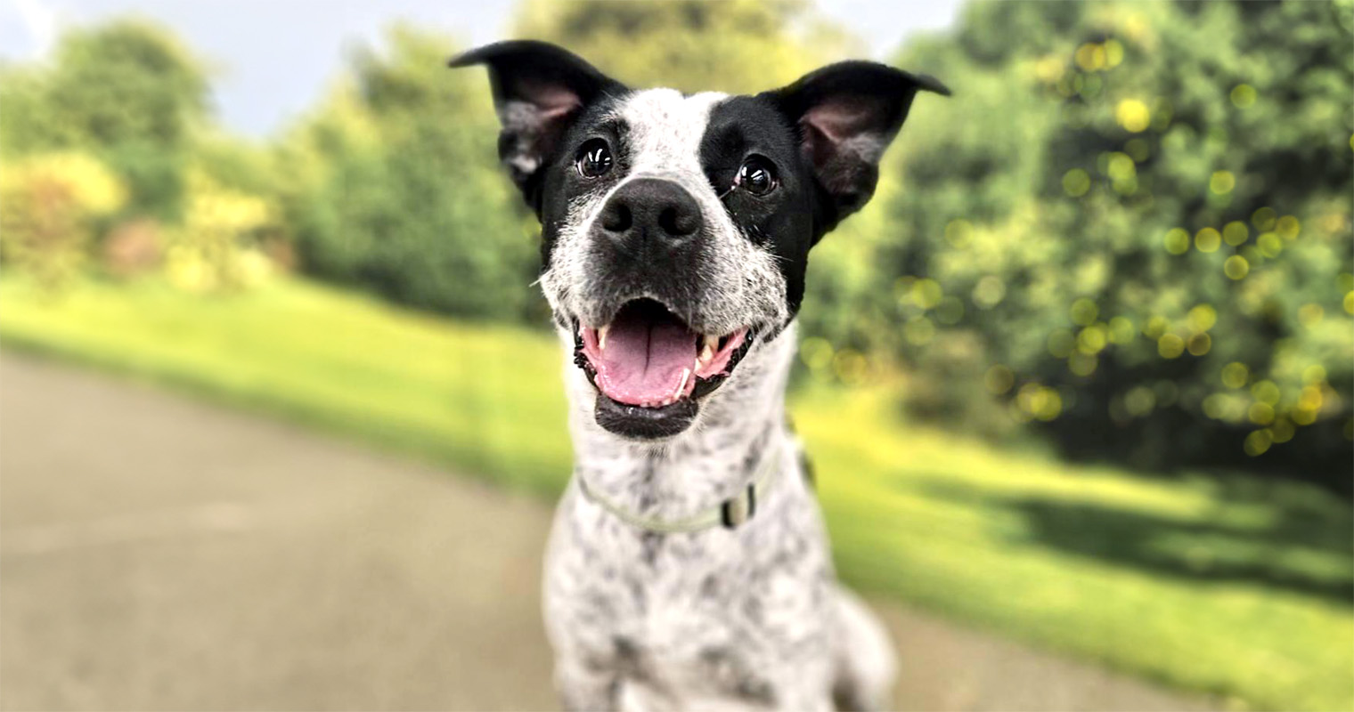 Meet a Fully Trained Kentucky Pup Before They’re All Adopted