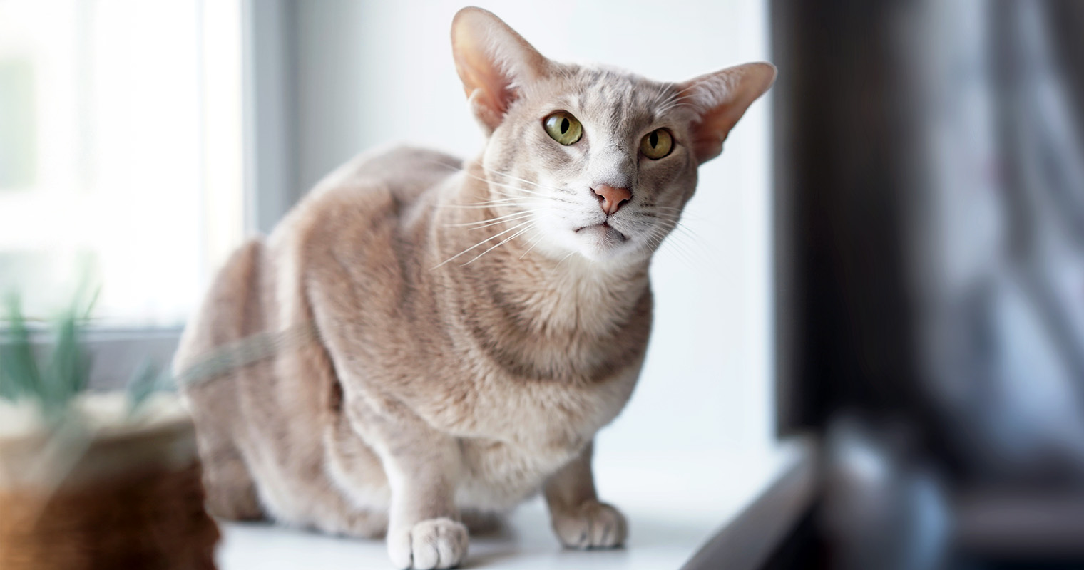 75+ Gender Neutral Cat Names