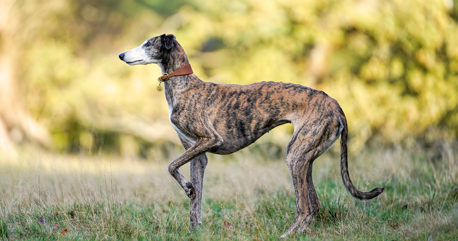 Is a Greyhound the Right Dog for Your Lifestyle? Key Considerations