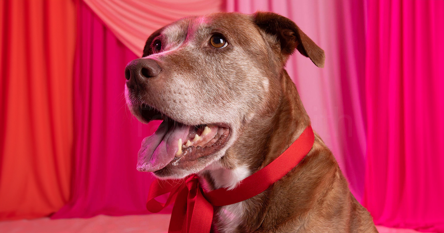 10 Athletic Dog Breeds That Will Keep You Busy