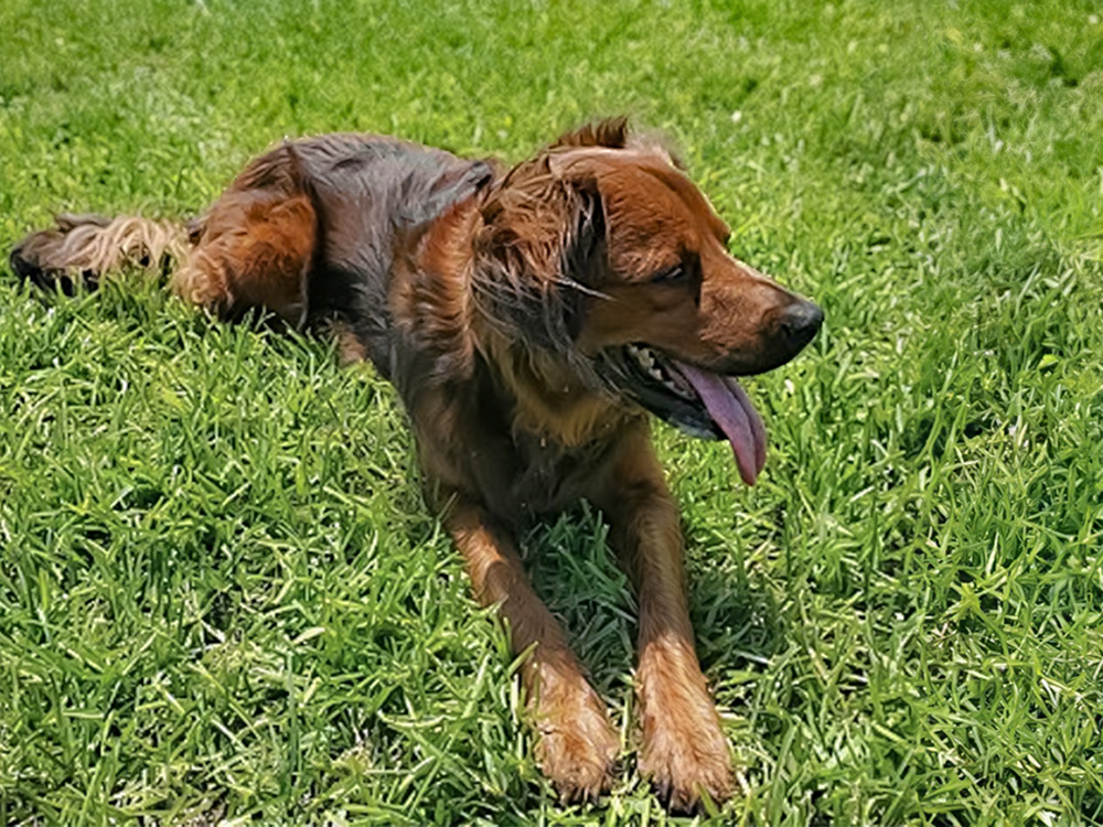 Irish Setter Mixed With German Shepherd