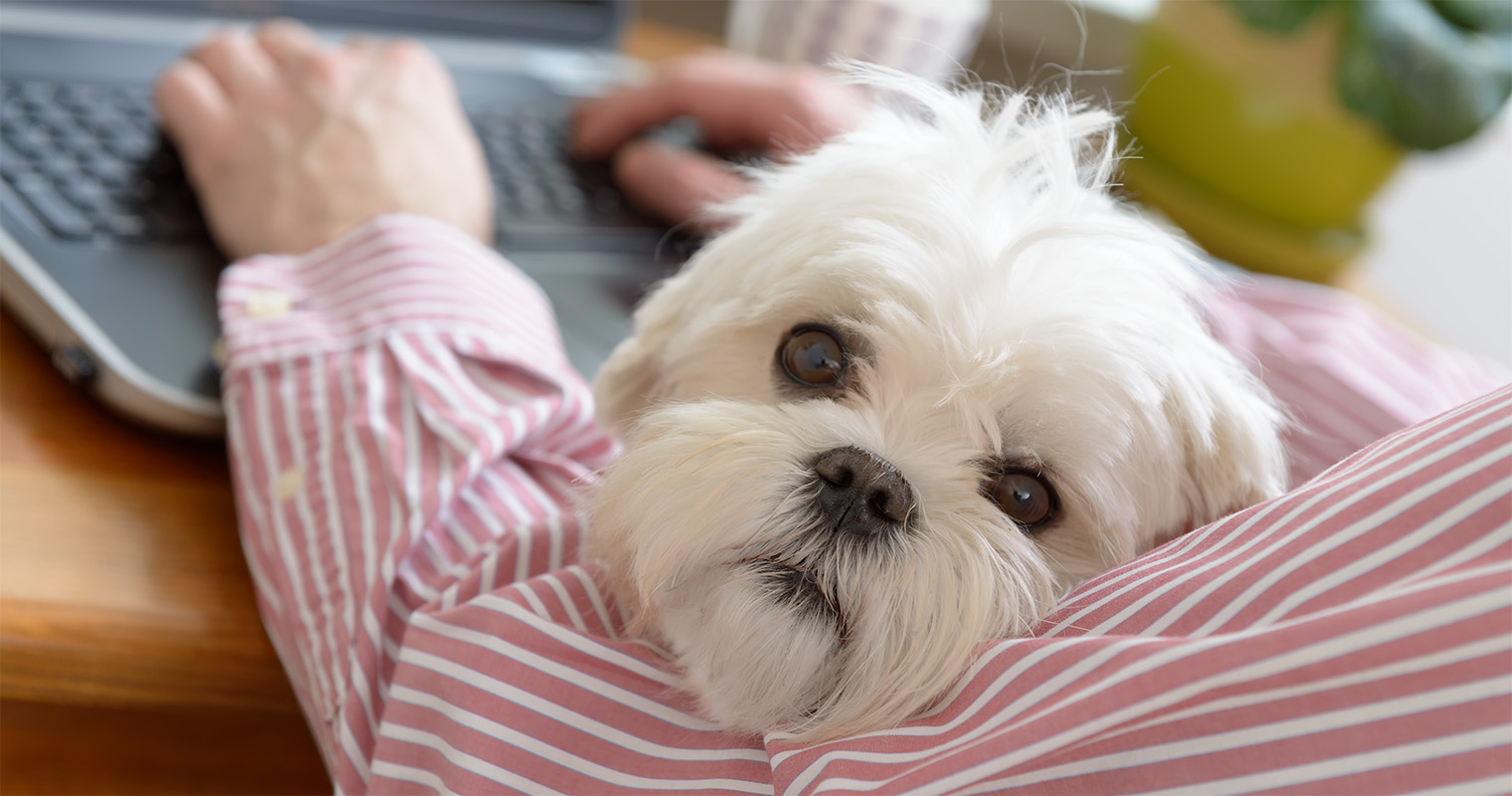 What Is A Reasonable Rehoming Fee For A Maltese?