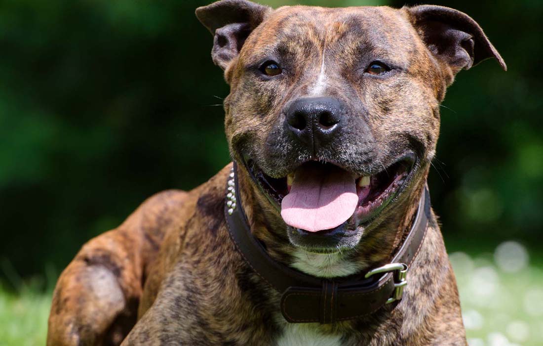 Brindle American Staffordshire Terrier Staffordshire Bull Terrier Dog