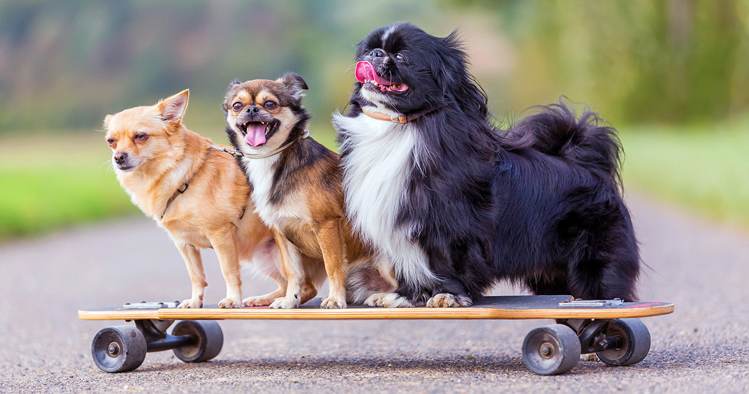 200+ Names for Your New Small Dog