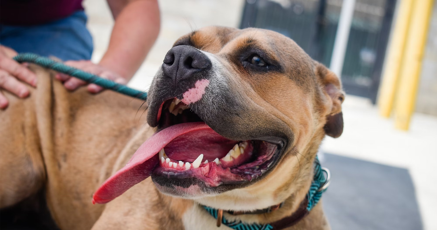 Trazodone for Shelter Dogs: What Is Trazodone?