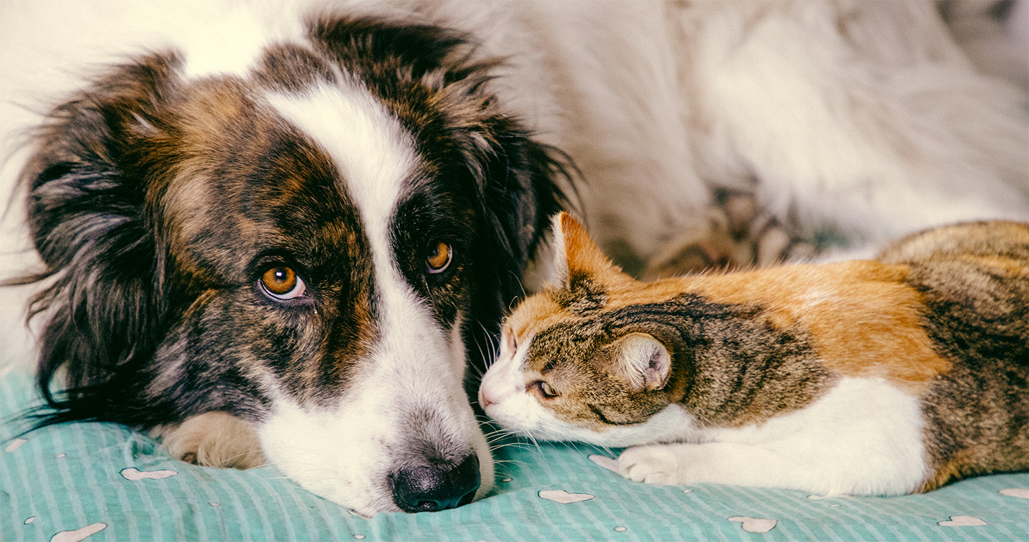 Fear and Anxiety in Cats and Dogs: Tips for Addressing Anxiety in Pets