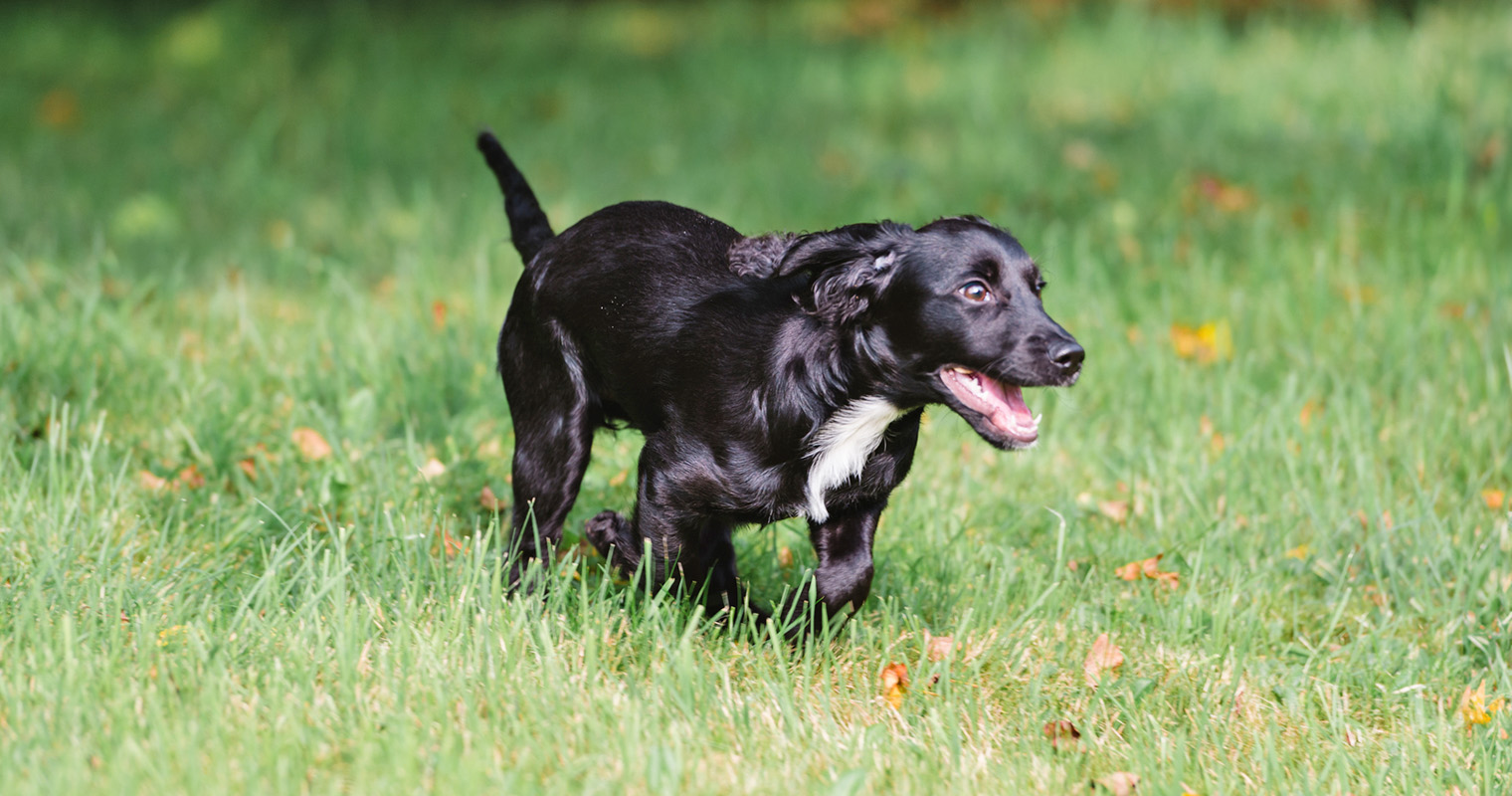 Help! Why Is My Dog Hyper?