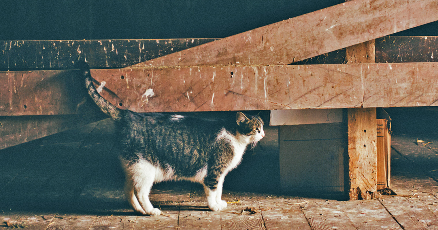 What is a Working Cat?