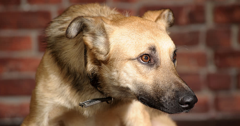 How to Stop Dog Aggression