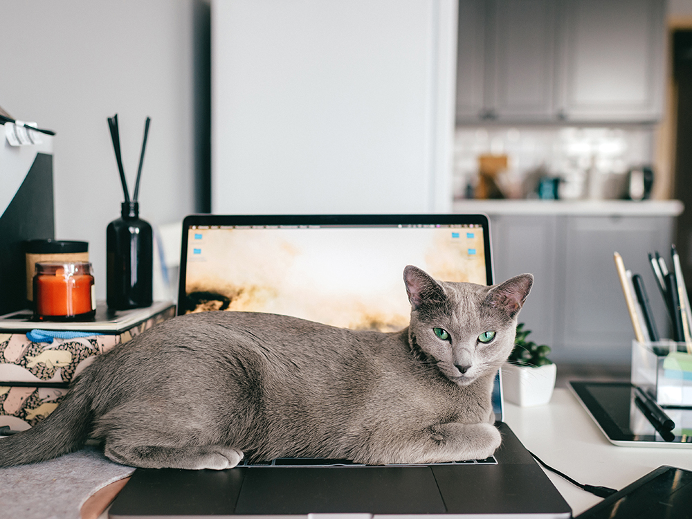Why Do Cats Sit on Laptops?