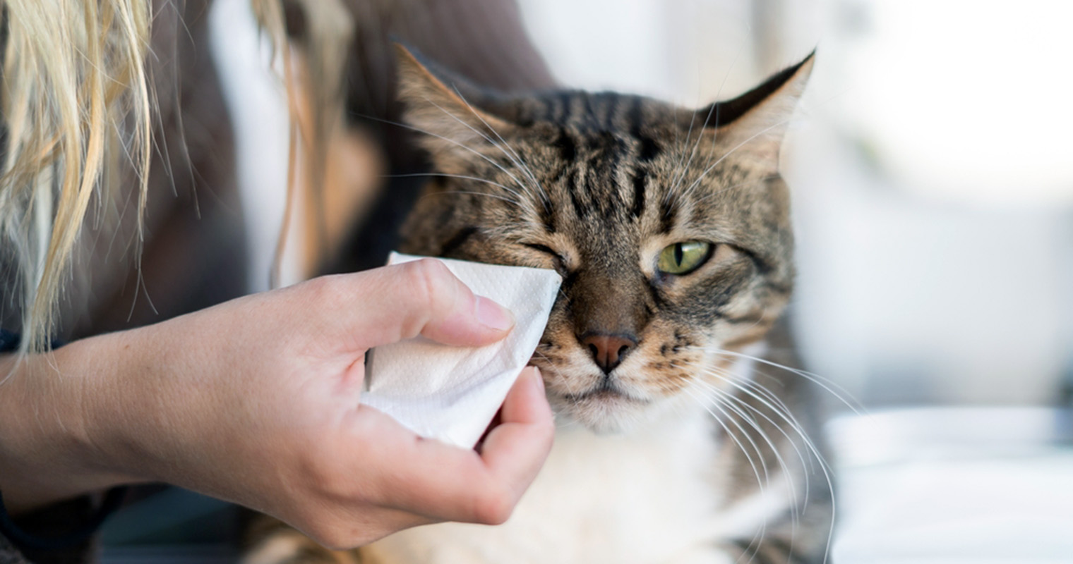 Cat Hygiene Tips for New Pet Parents