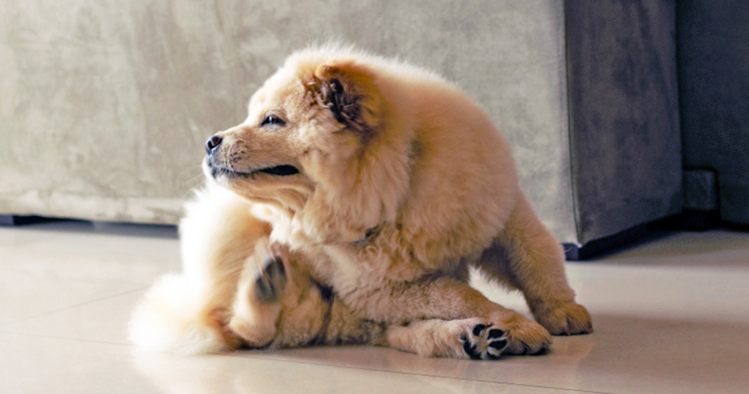 Remedies for Ringworm in Dogs