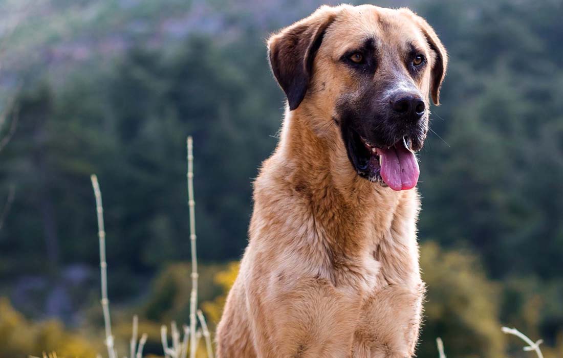 Anatolian Shepherd Dog: Guarding Instincts & Training