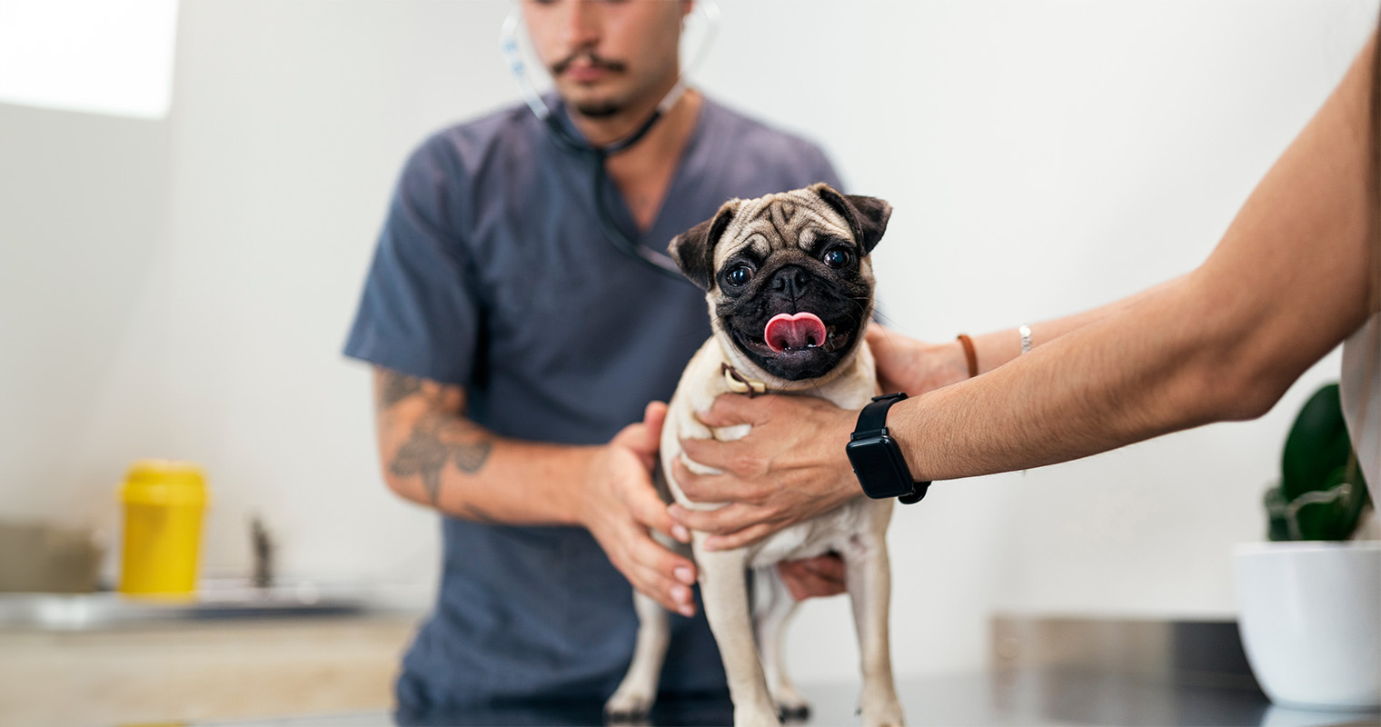 Health Considerations When Adopting a Pug