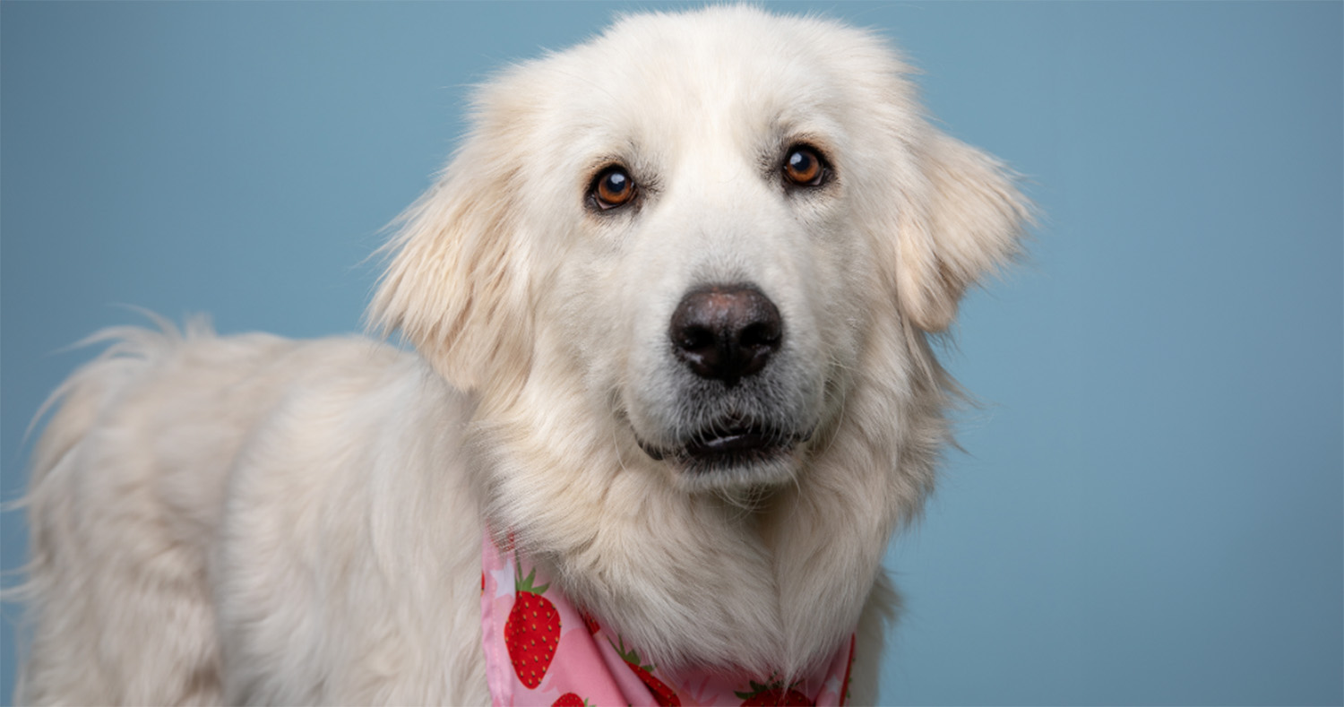 Pets of the Week: 4 Adoptable Long-Timers in Pennsylvania