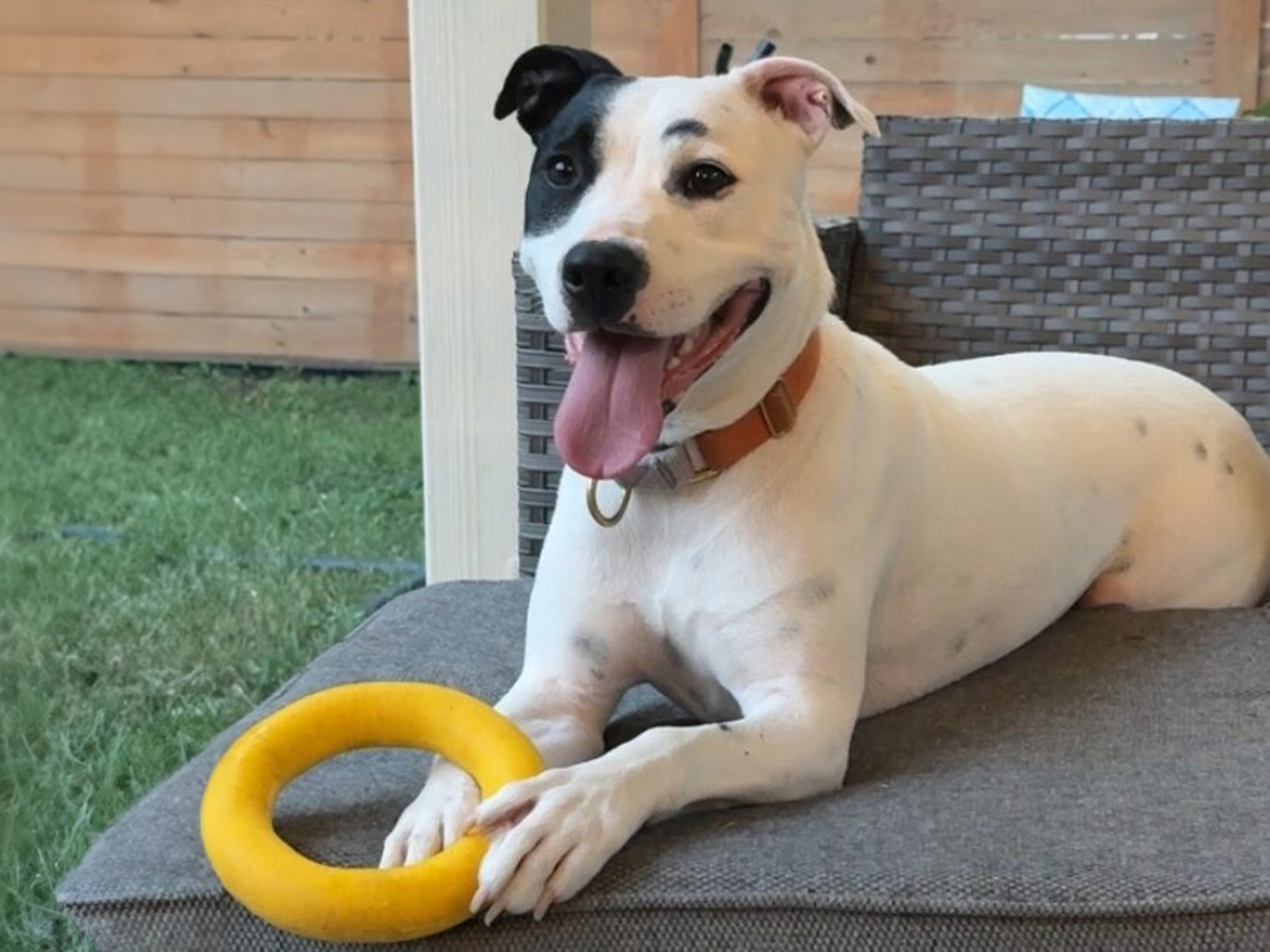 This Dog Has Been Waiting for Adoption…for 1,600+ Days