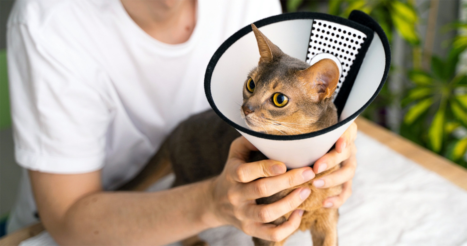 Why Should You Neuter Your Cat?