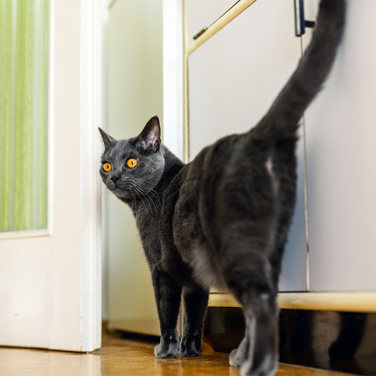 Cat Spraying: Why It Happens and How to Handle It