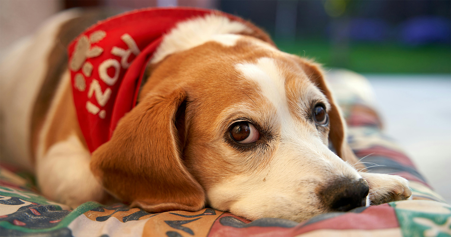 What Does It Mean to Surrender a Beagle?