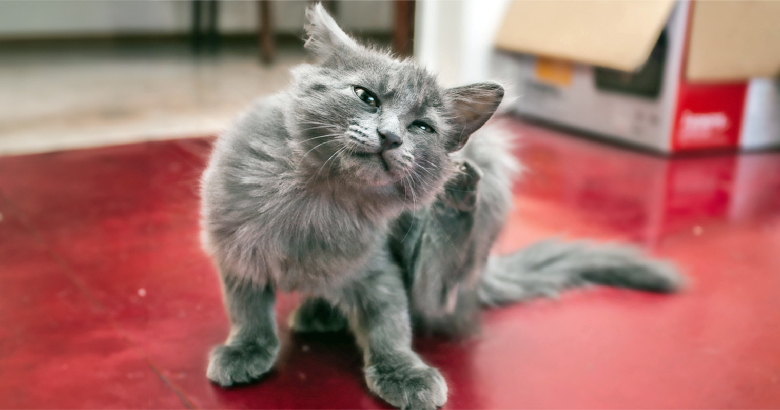 Remedies for Ring Worm in Kittens