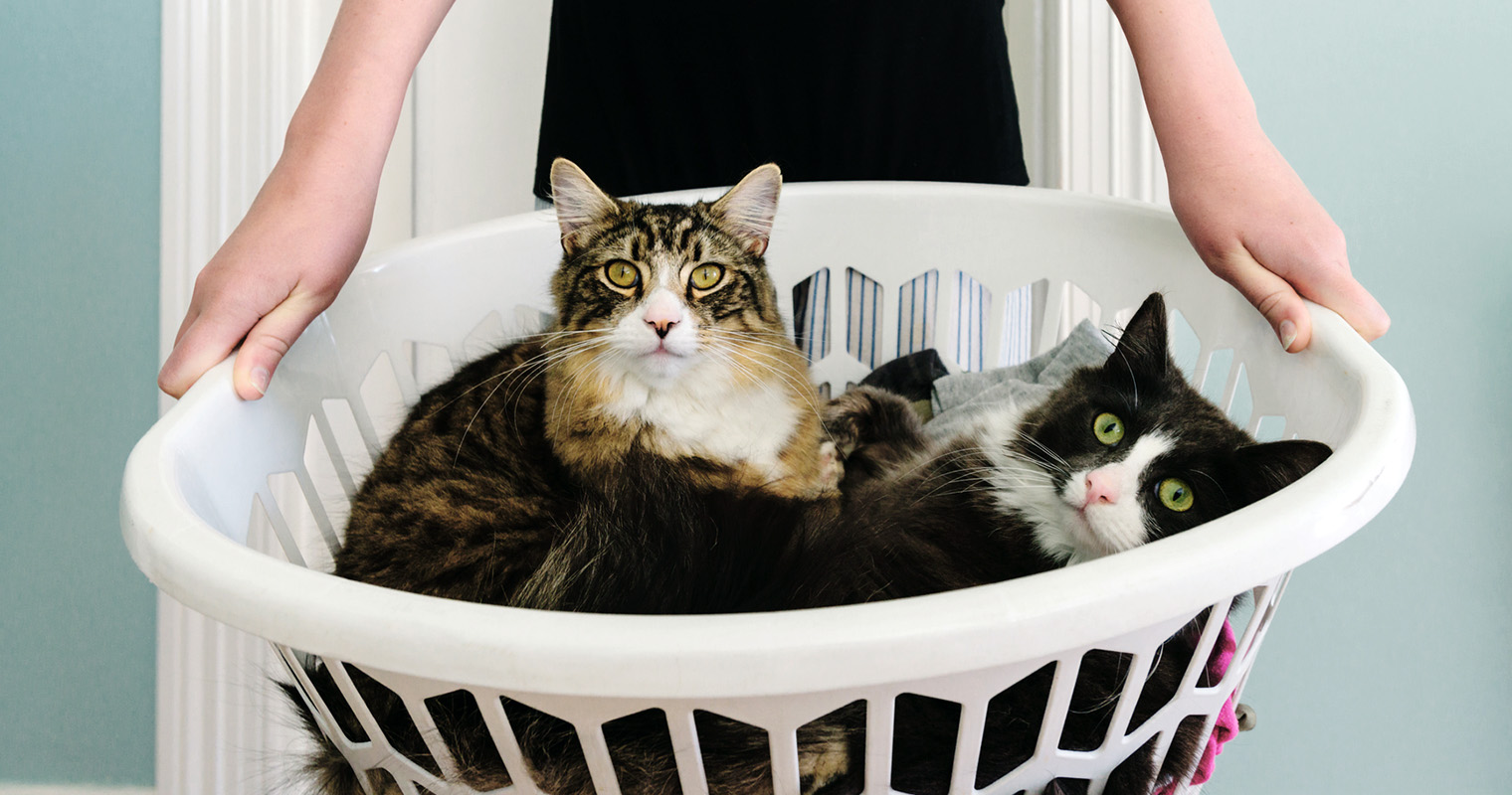 The Pros and Cons of Getting a Second Cat: Adoption Advice