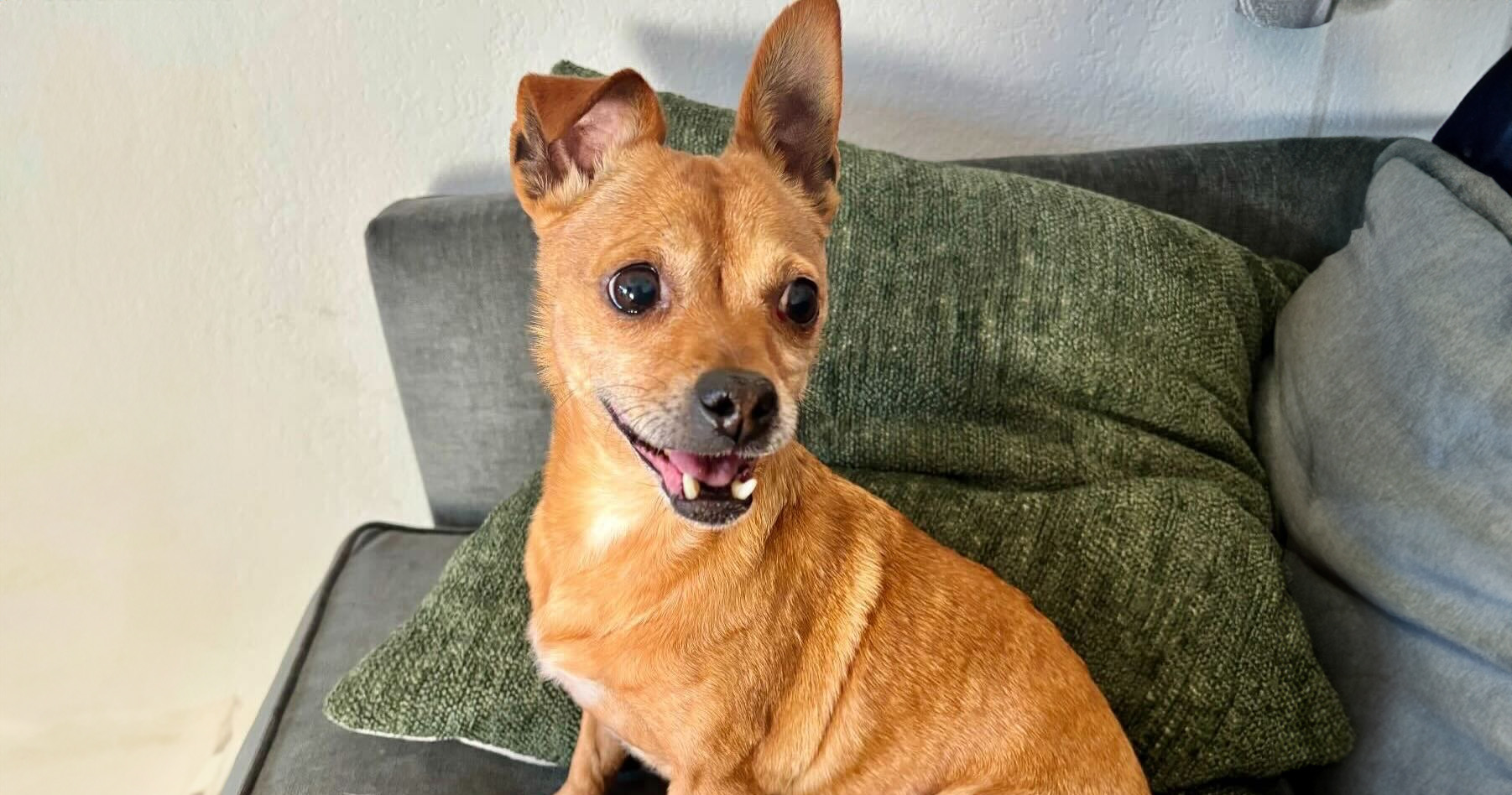 Who’s a Good Dog? 4 Small Adoptable Pups in San Diego Need Homes