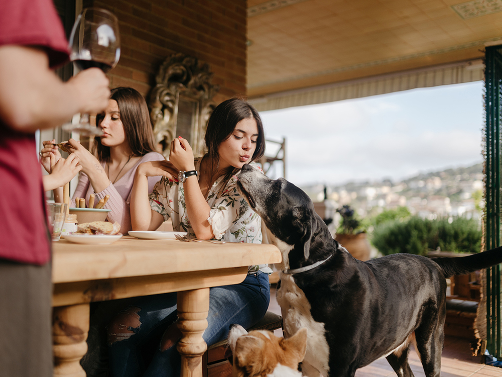How to Stop Dogs From Getting Overly Excited When Holiday Guests Arrive