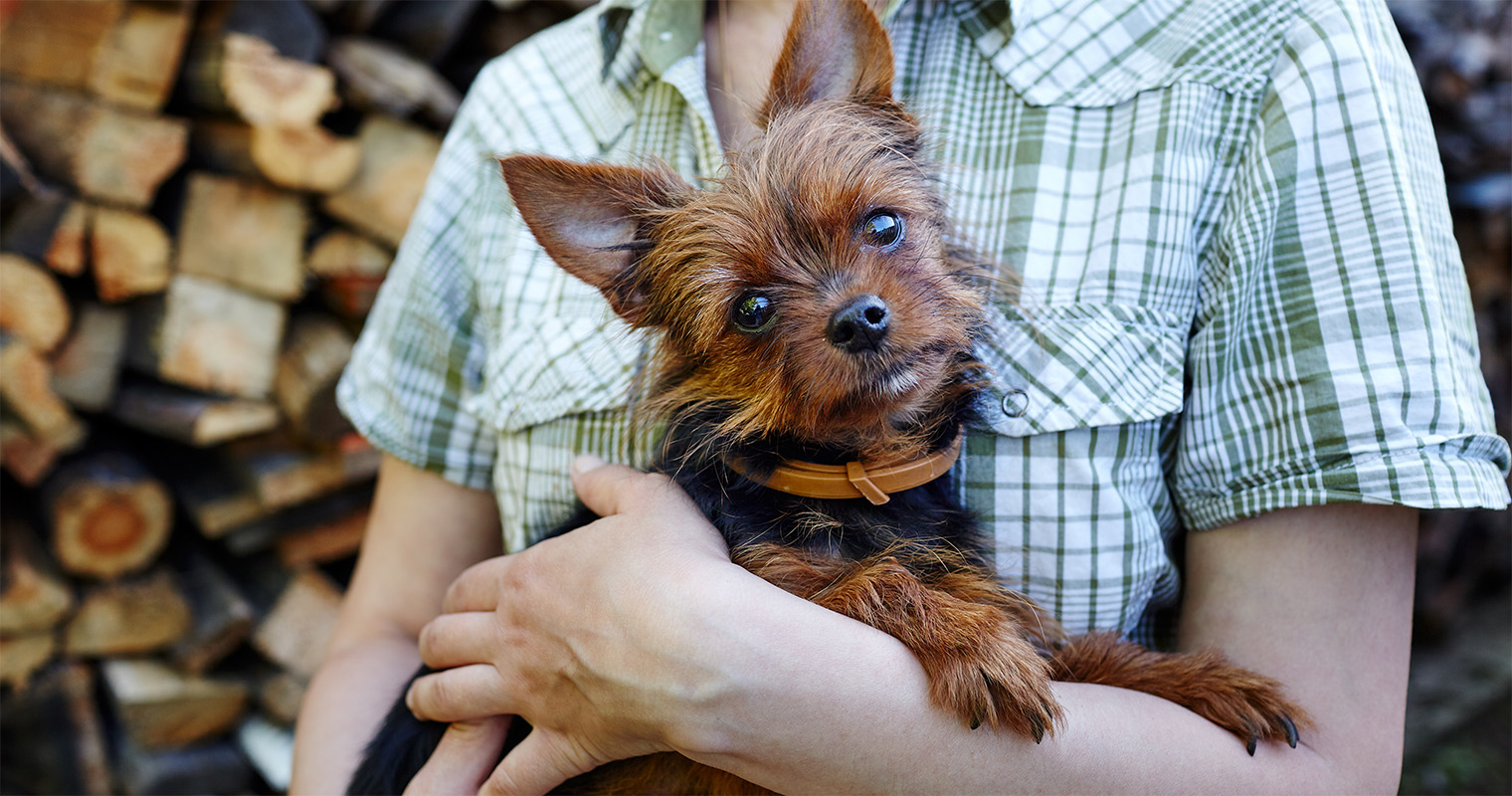 What is the best way to rehome a Yorkie?