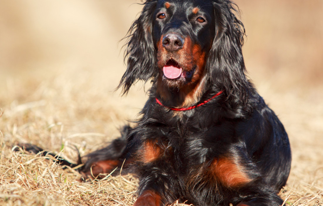 Gordon Setter Fiach Title Meet Maisie! This Sweet But Shy Girl Is A