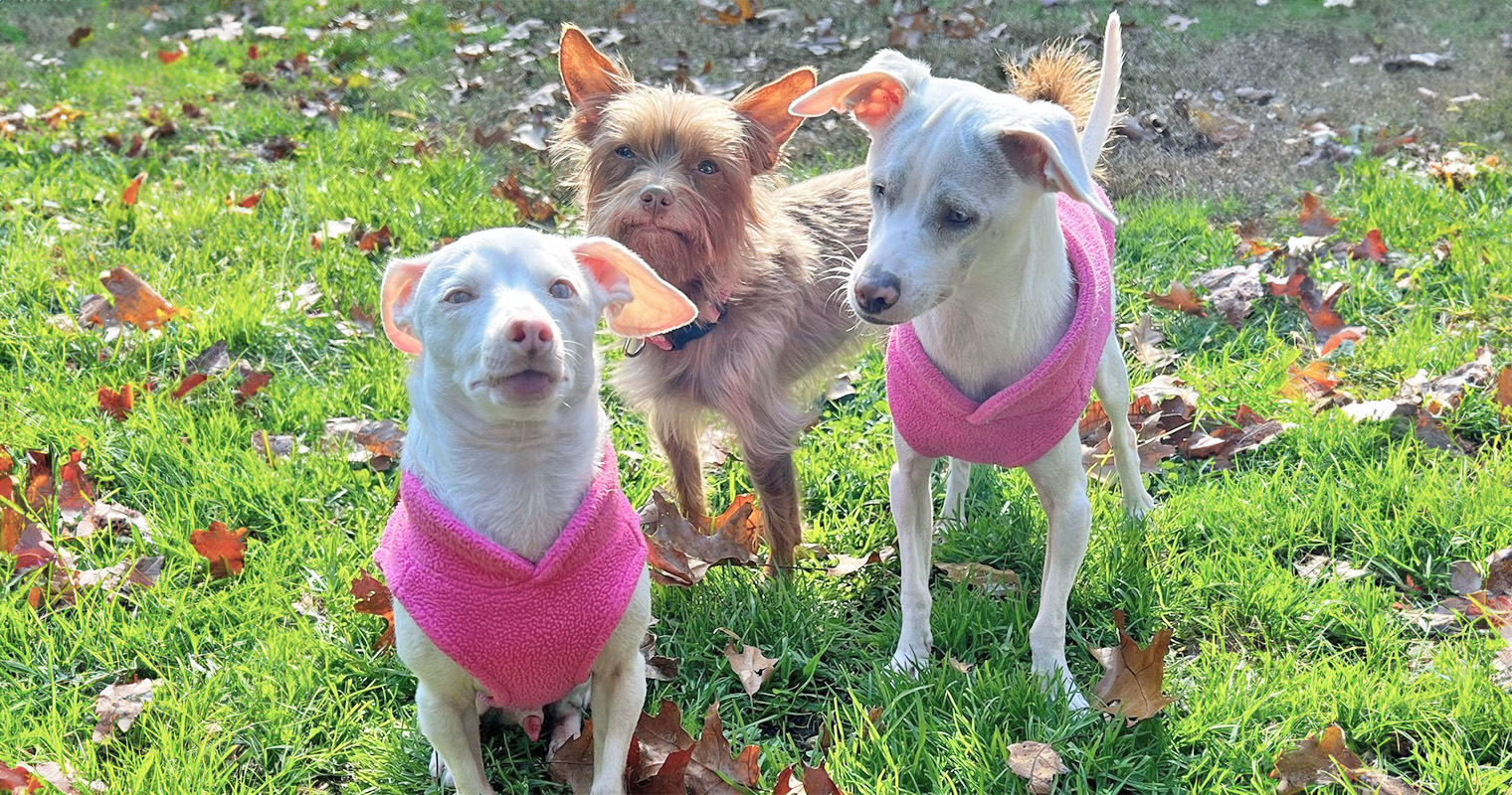 Tips on How to Care for a Deaf Dog