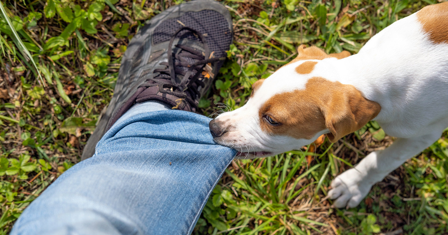 How Long Do Dog Bites Take to Heal?