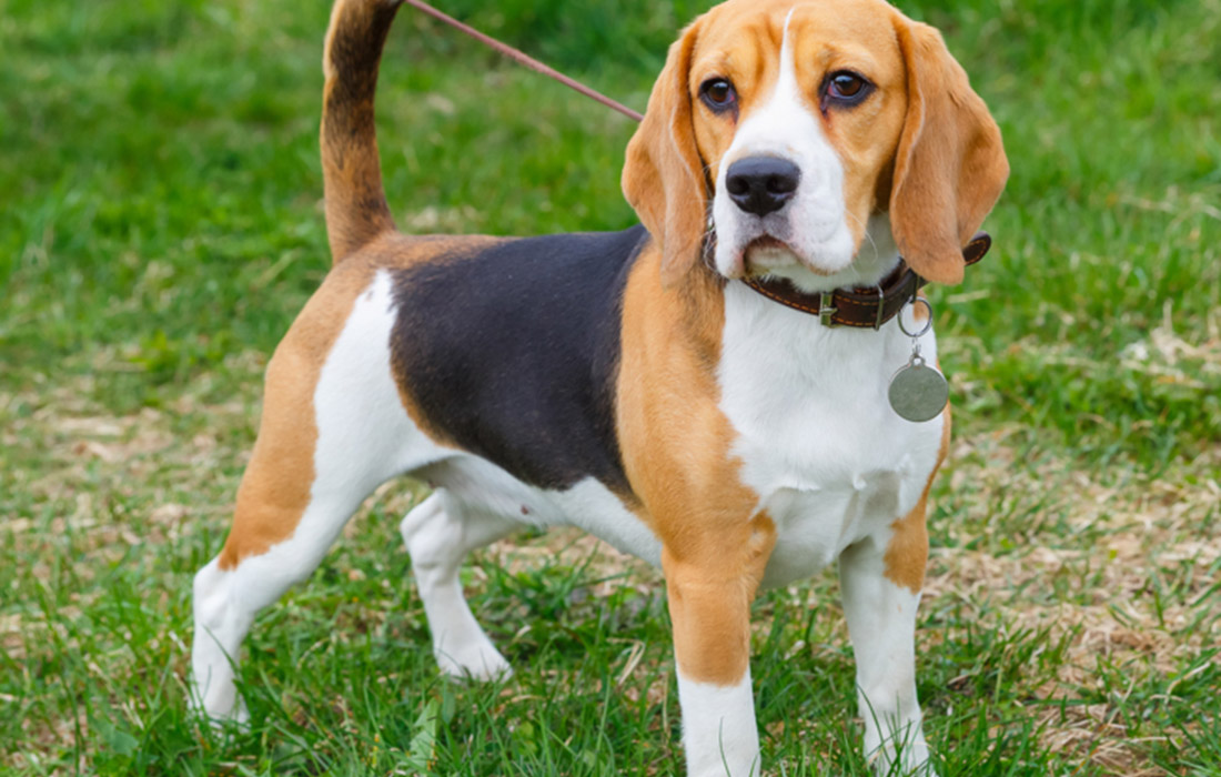Colores Del Beagle Beagle Helengon ID 1711813
