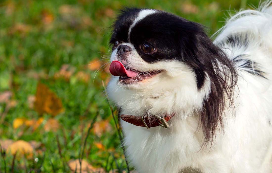 Japanese Chin Losing Hair Japanese Chin Breed: Characteristics, Care