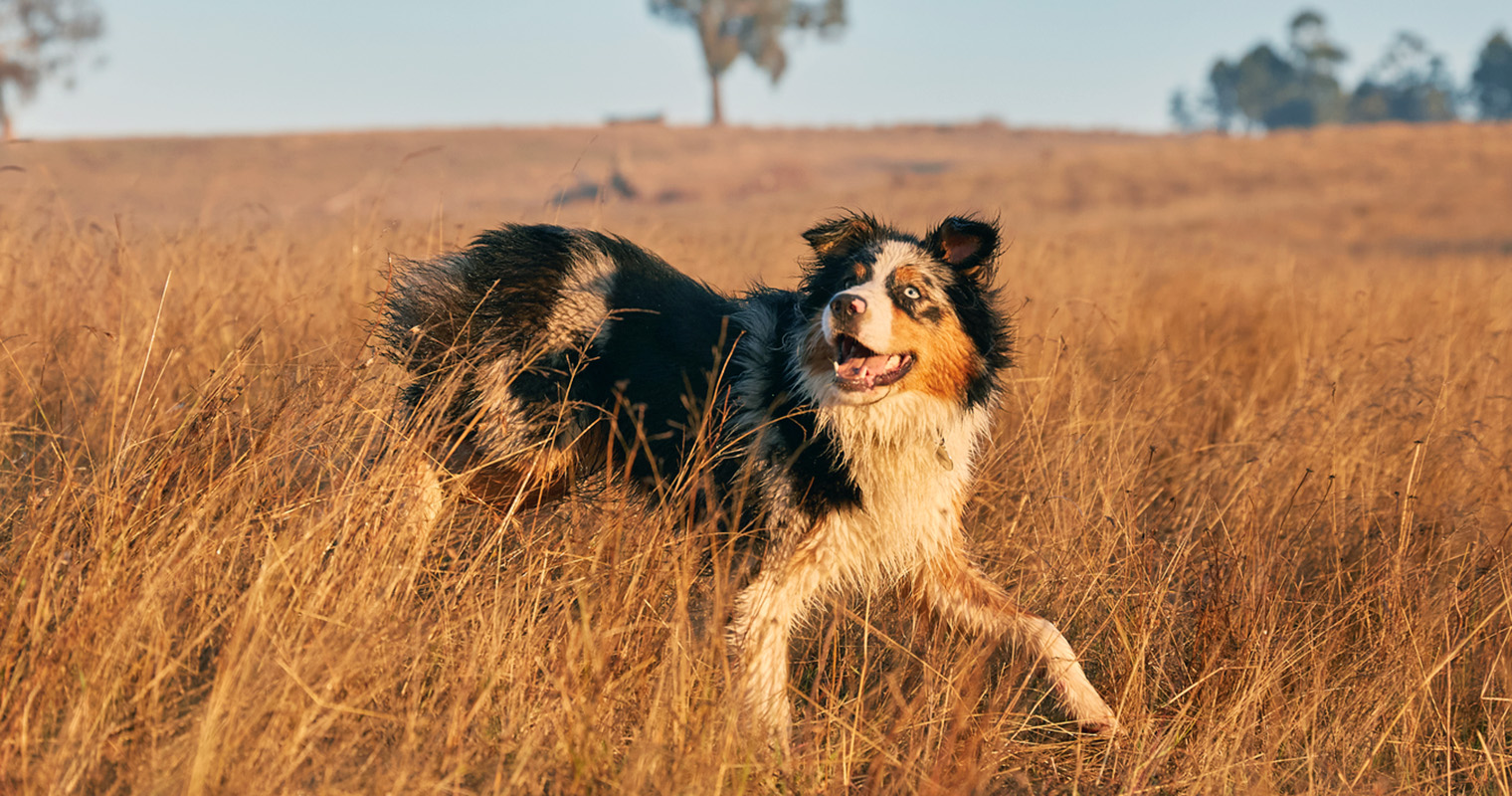 Naturally Short-Tailed Dogs: Breeds Born Without a Typical Tail Length