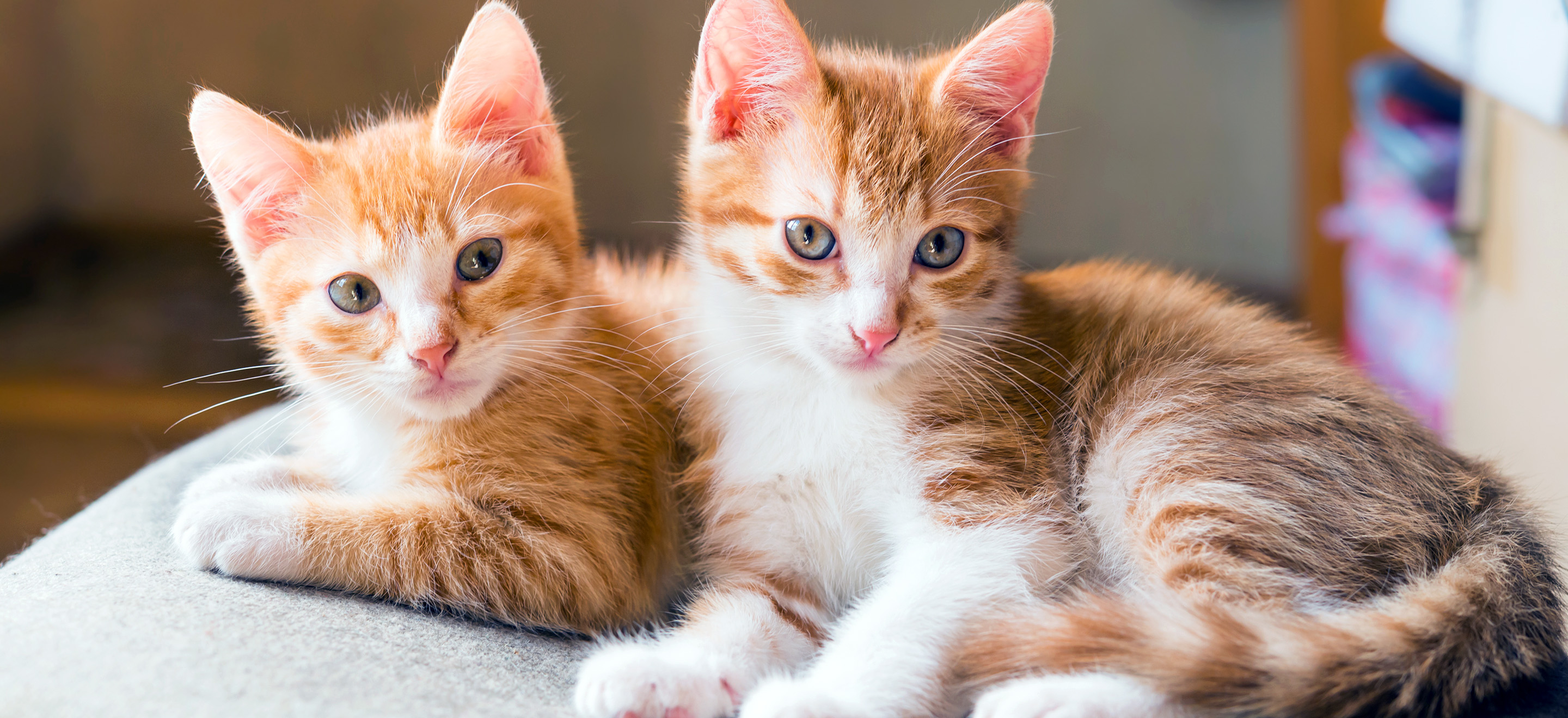 12 Orange Cat Breeds Who Make Entertaining Pets