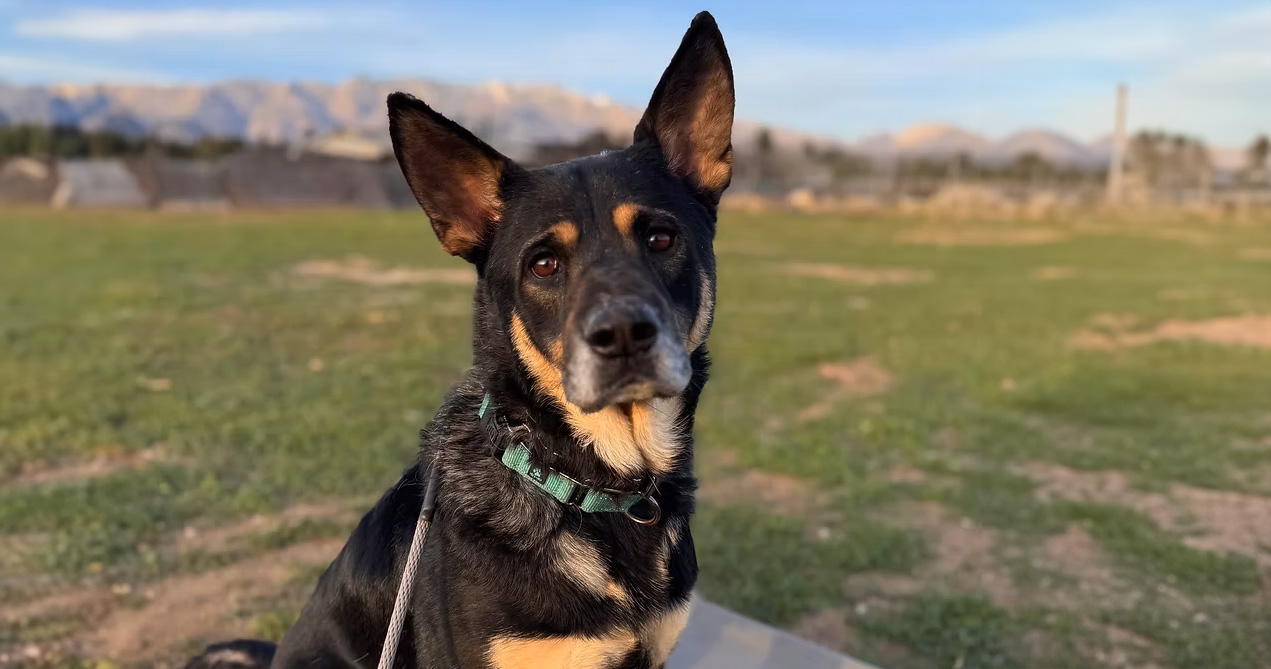 Pets of the Week: Consider Adopting One of These Southern California Dogs