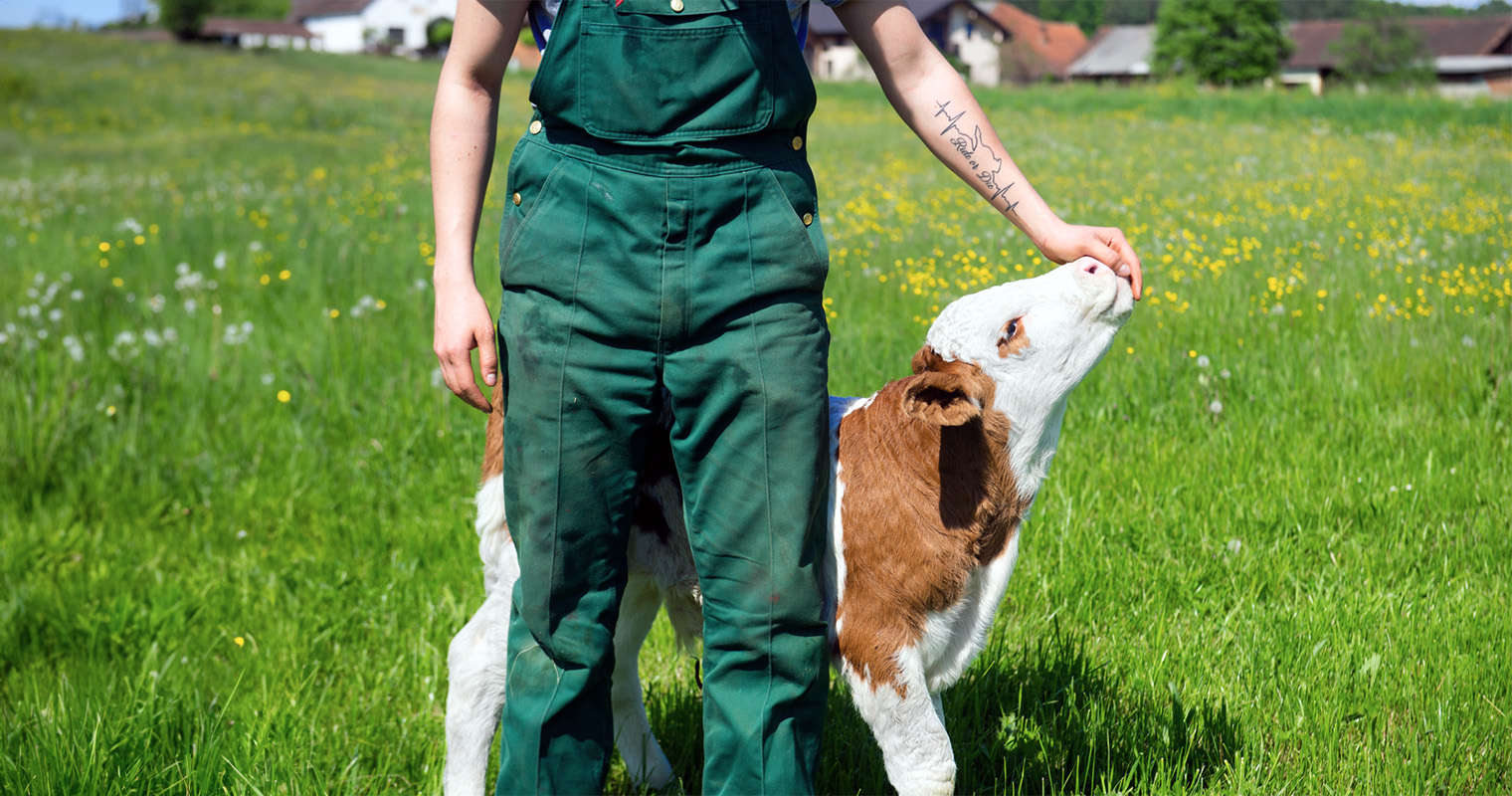 Mini Farm Animals Adoption Guide