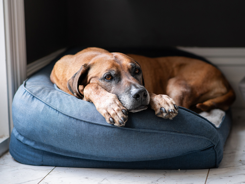 What Is The Calmest Puppy Breed