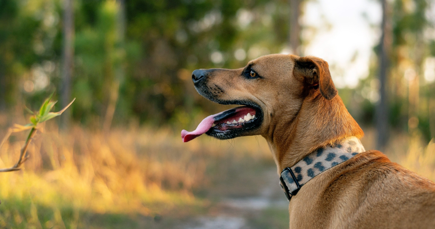 Microchipping Dogs: How Does a Dog's Microchip Work?