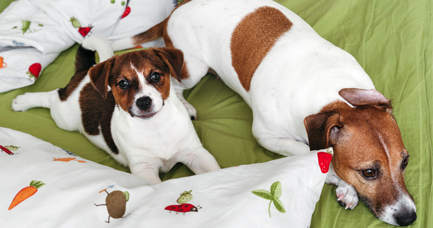 Dog Adoption Decisions: Should I Adopt a Puppy or Adult Dog?