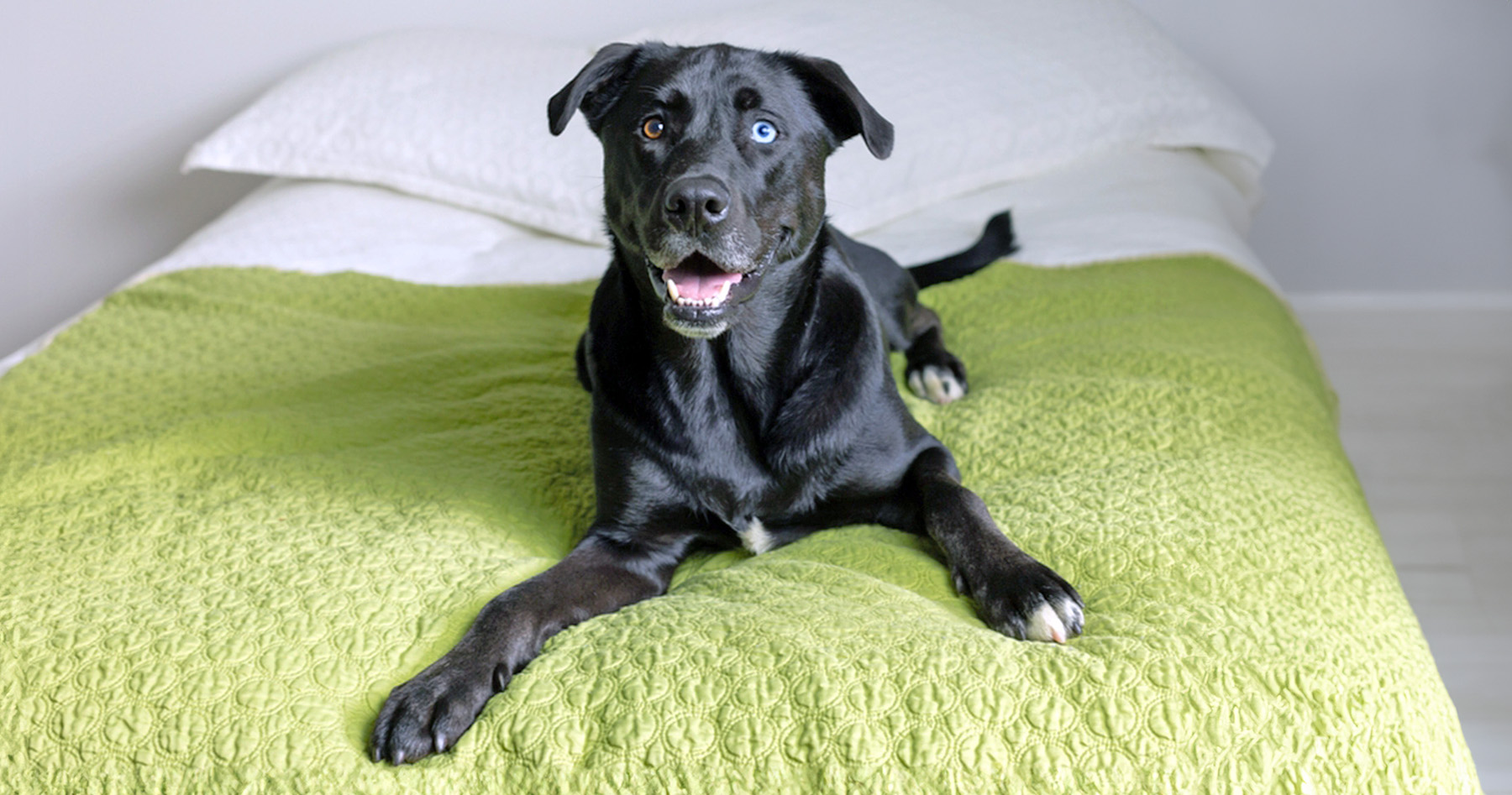 Labsky: Is This the Right Dog for Your Lifestyle?