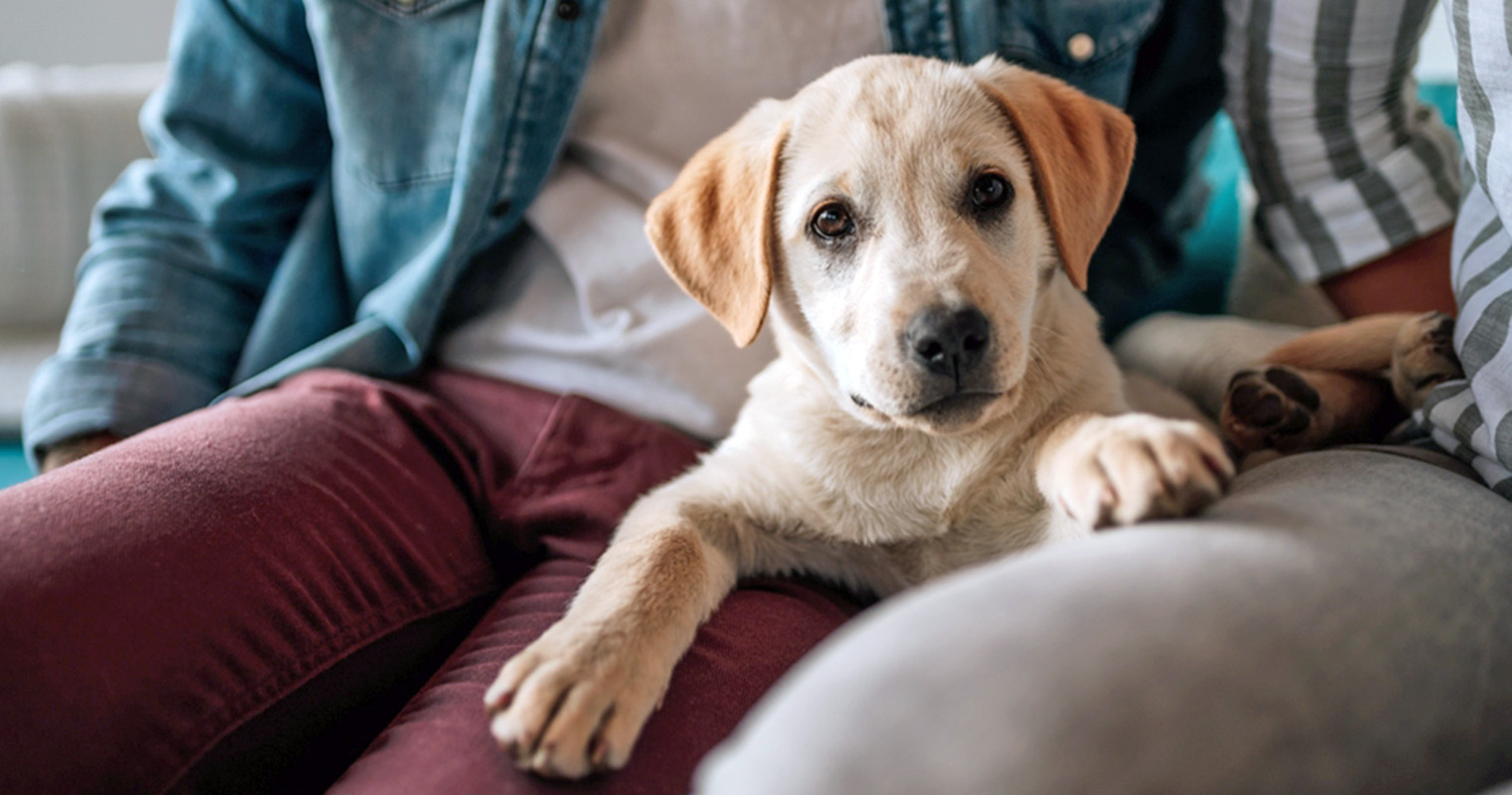 How Foster 50 Is Changing the Game for Shelter Pets