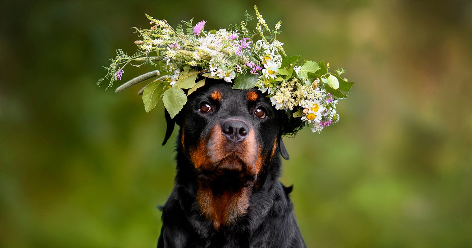 200+ Rottweiler Dog Names for Your Pup