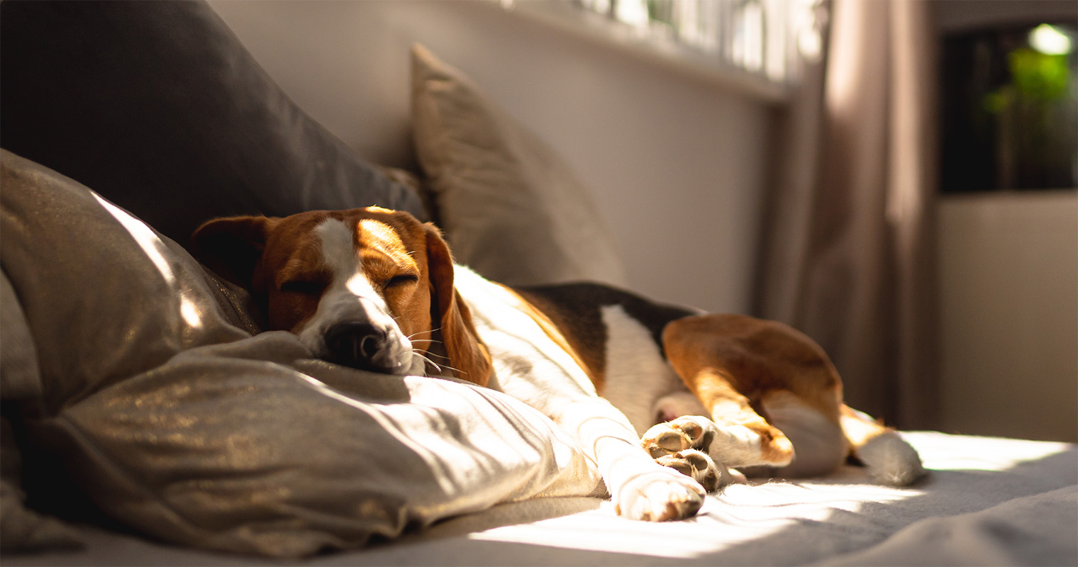New Dog in the House: How to Make Every Room Comfortable for Your Pup